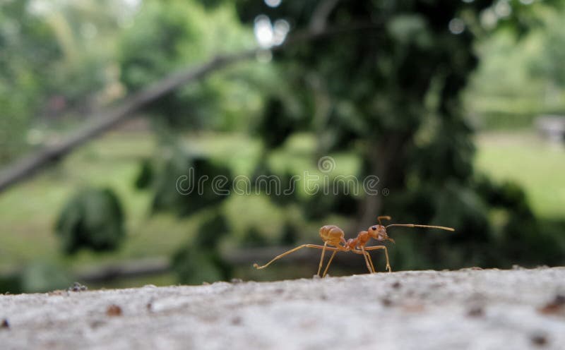 Red Ant on Falling Tree in the Garden Stock Photo - Image of arthropod ...