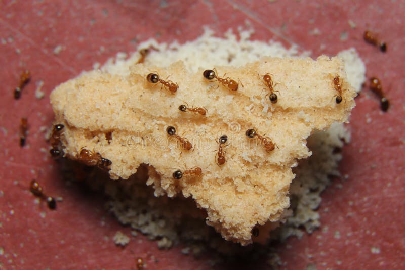 Red ant feeding stock photo. Image of leaf, tiny, detail - 196434810