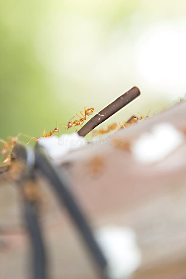 Ant, Ants On Rice, Swarm Small Red Ants In Rice Seed White Selective ...