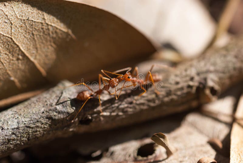 Confused Ant Stock Photos - Free & Royalty-Free Stock Photos from ...