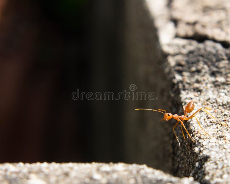330 Ant Stand Photos - Free & Royalty-Free Stock Photos from Dreamstime