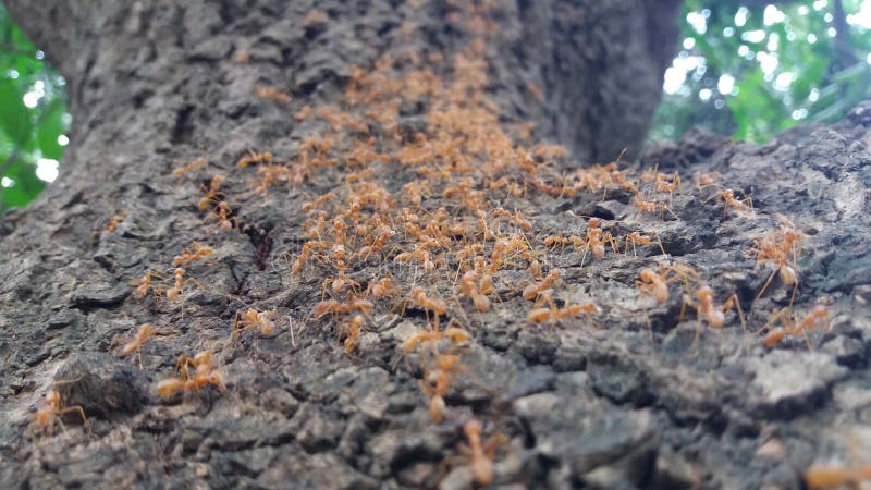 Jangal tree Konkan stock photo. Image of maharashtra - 70950854