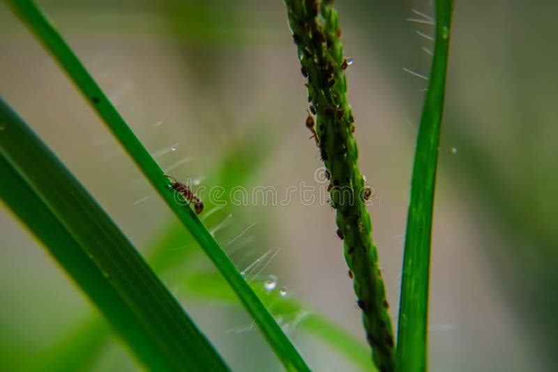 Red ant stock photo. Image of animal, macro, grass, green - 371341152