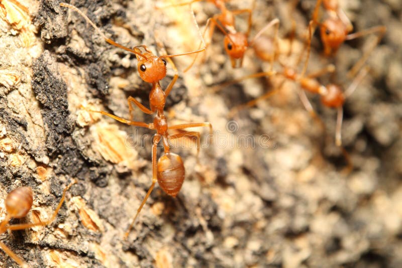 Red Ant in the Green Garden Stock Image - Image of walking, view: 66743115