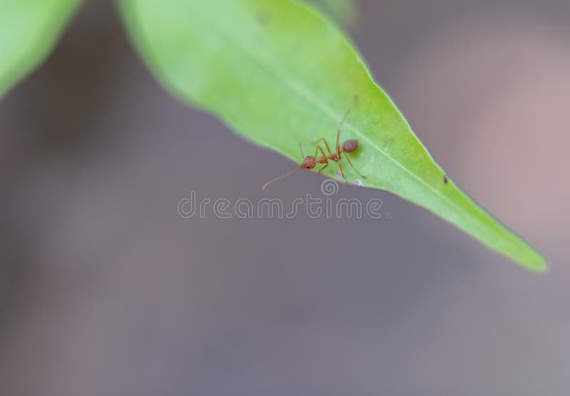 414 Gaster Ant Stock Photos - Free & Royalty-Free Stock Photos from ...