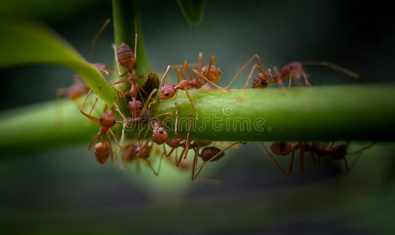Red ant on green plant stock image. Image of insect - 126651737