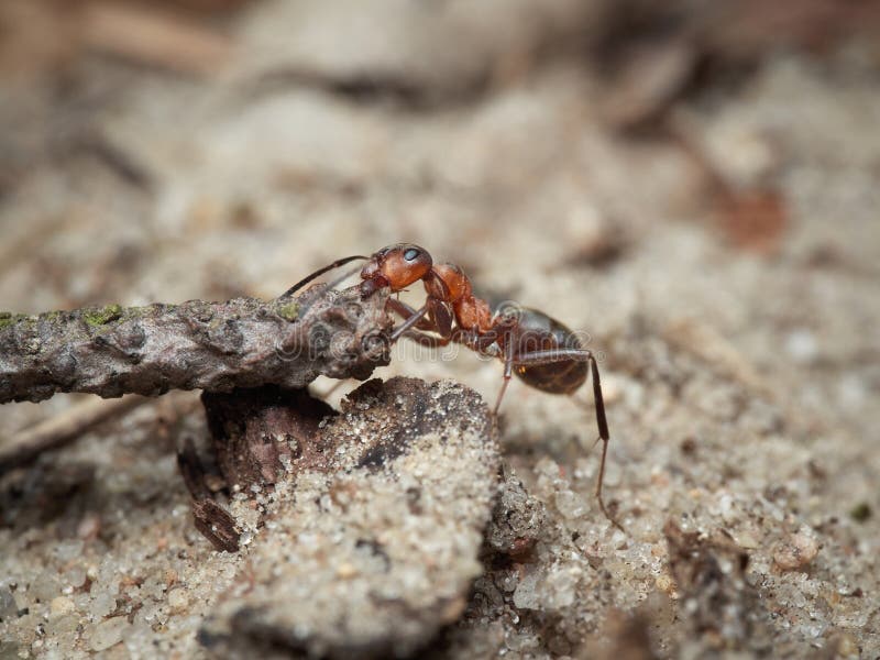Red Ant on the Ground in Nature or in the Garden. Stock Image - Image ...