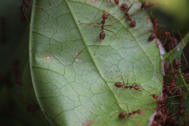 Red ant stock photo. Image of making, nest, ants, group - 82712904