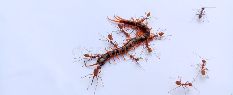 Unity of ants stock image. Image of strength, creature - 106825283
