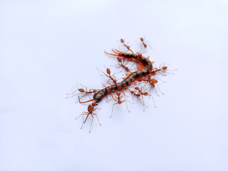 Unity of ants stock image. Image of strength, creature - 106825283