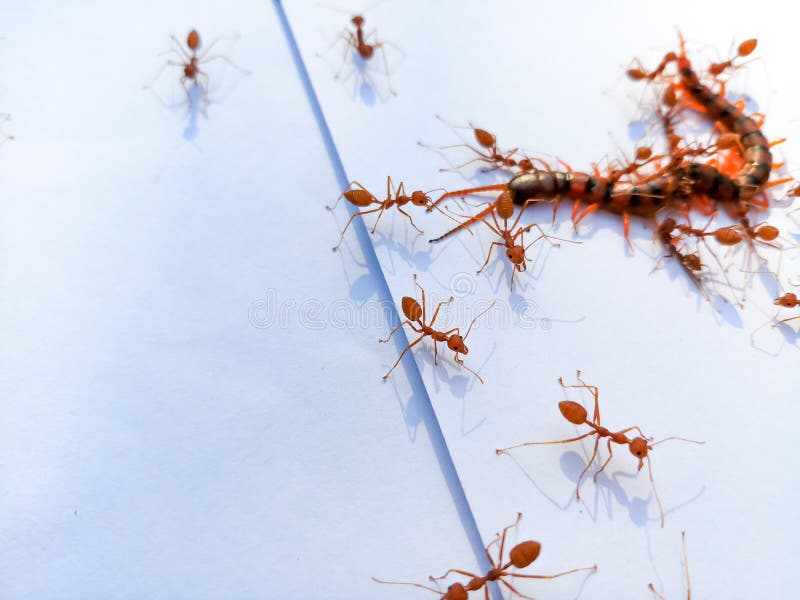Unity of ants stock image. Image of strength, creature - 106825283