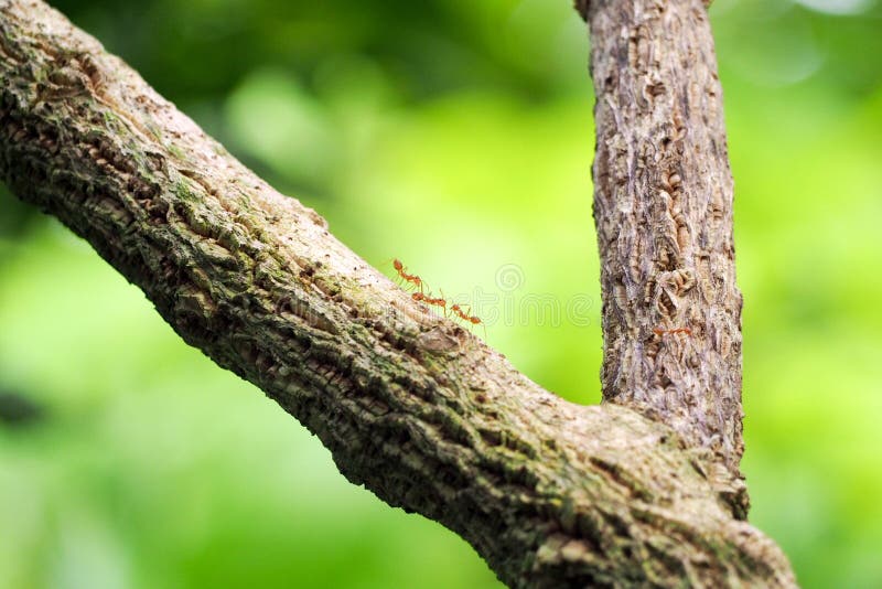 Ants nest on the tree. stock image. Image of outdoor - 152703953