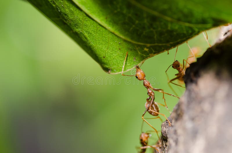 Red insects on Cotton Boll stock photo. Image of cotton - 1768766