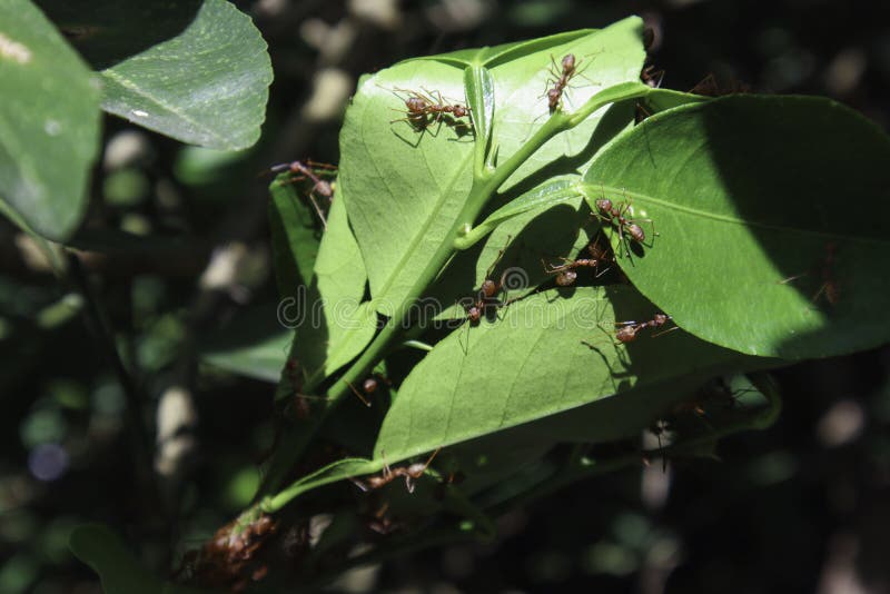 Lemon Ants Stock Photos - Free & Royalty-Free Stock Photos from Dreamstime