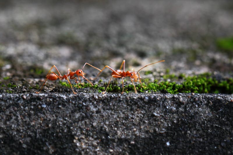 Red ant stock photo. Image of life, moss, insect - 42845052