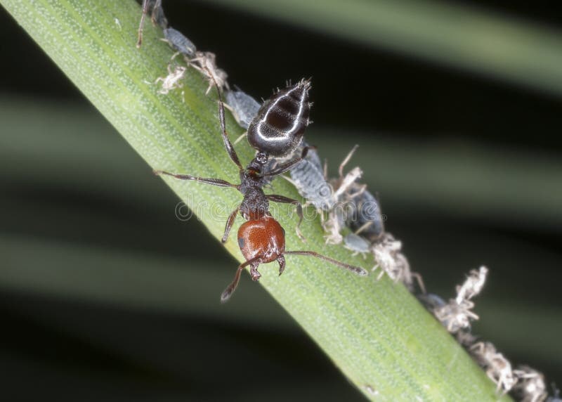 Red ant stock image. Image of macro, life, parasites - 35608459