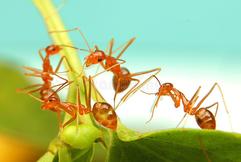 Ant work together stock image. Image of close, together - 135188411
