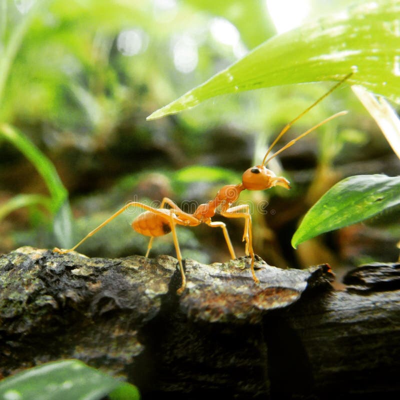 Red Ant stock photo. Image of wood, macro - 120578246