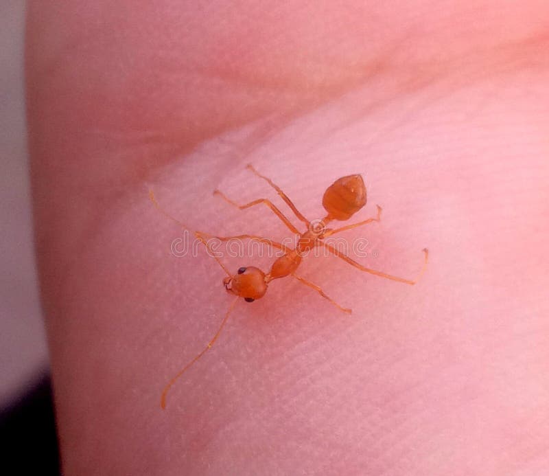 The Red Ant upon My Hand is Looking so Awesome Stock Photo - Image of ...