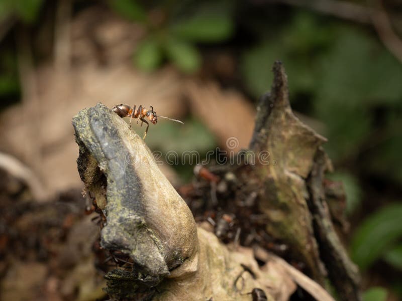 Red ant in natural habitat stock image. Image of reptile - 373432703
