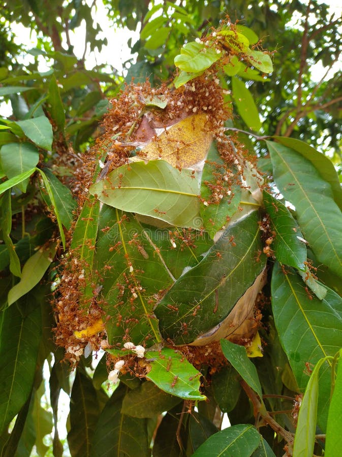 Unity of ants stock image. Image of strength, creature - 106825283