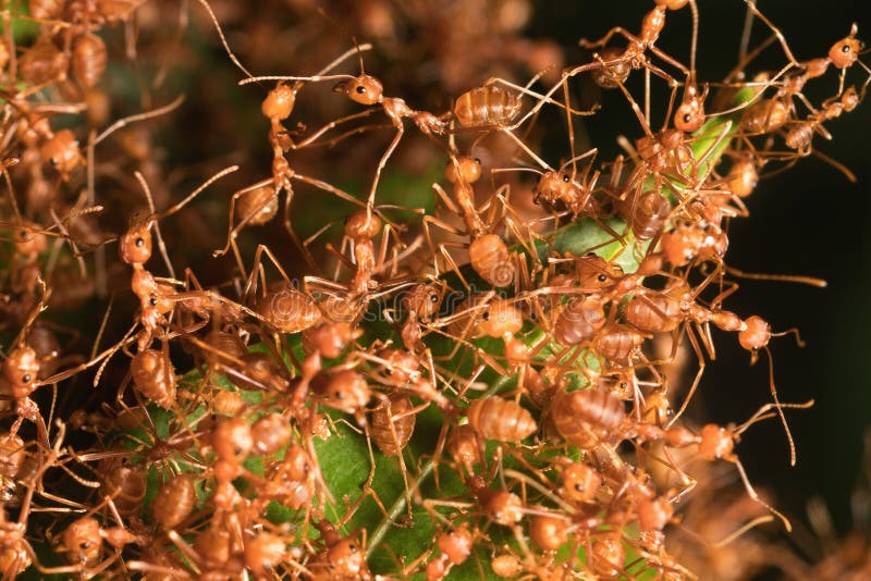 Red ant in nest stock photo. Image of bridge, closeup - 106984898