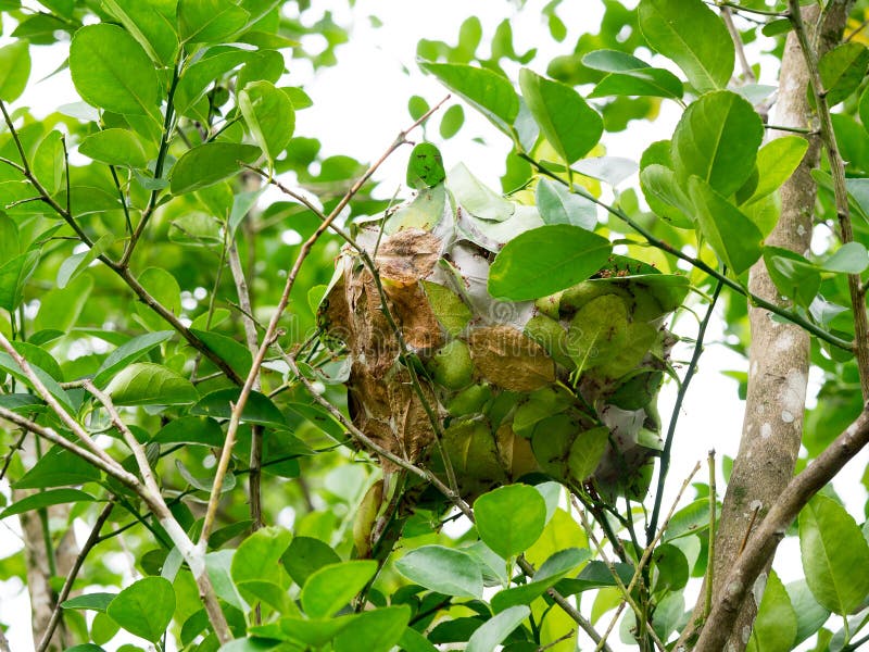 Red Ant Nest on Tree in Nature. Harmonious of Animal Concept Stock ...