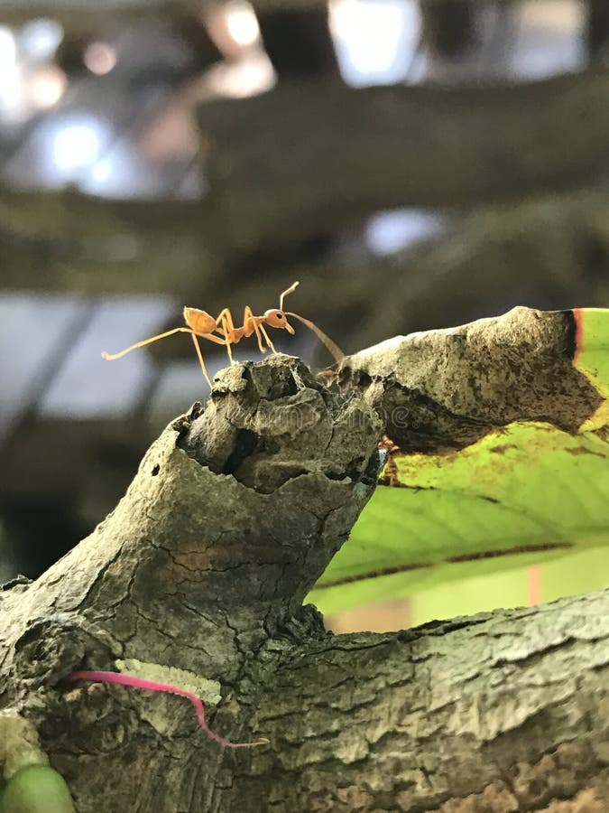 A red ant. stock photo. Image of ecology, action, biology - 95226472