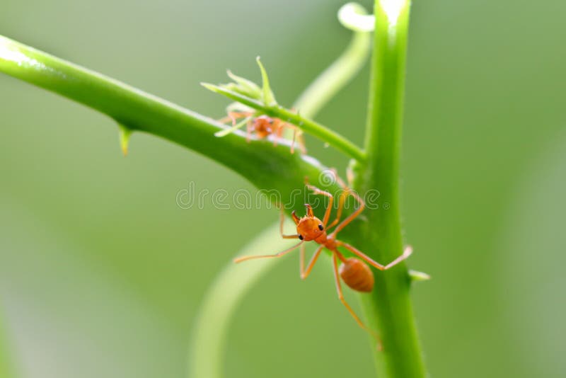 Red Ant Oecophylla Smaragdina Stock Image - Image of teamwork ...