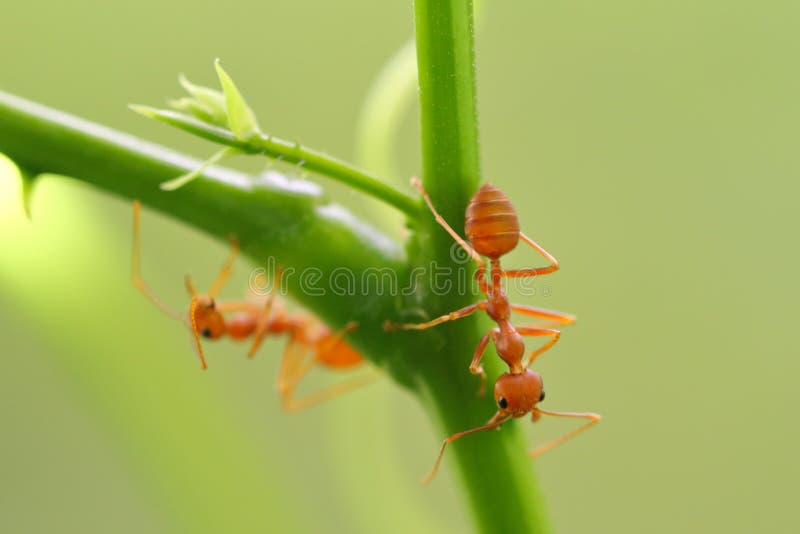 Red Ant Oecophylla Smaragdina Stock Image - Image of beauty, bright ...