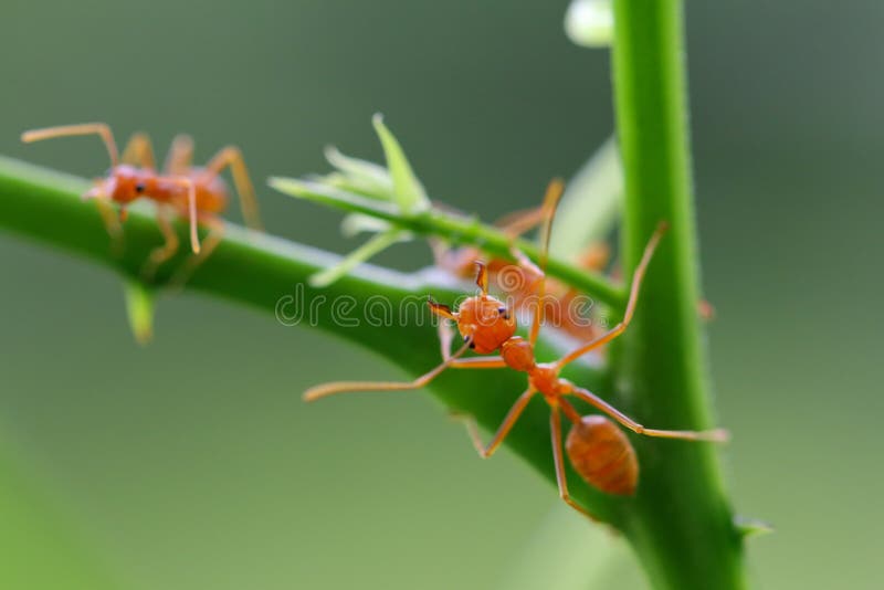 Red Ant Oecophylla Smaragdina Stock Image - Image of environment, plant ...