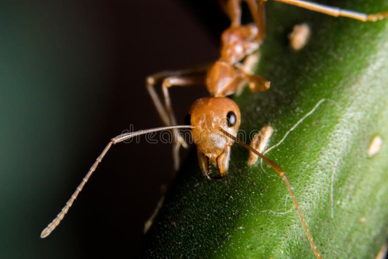 Red Ant stock image. Image of biology, nature, head, anatomy - 96562201