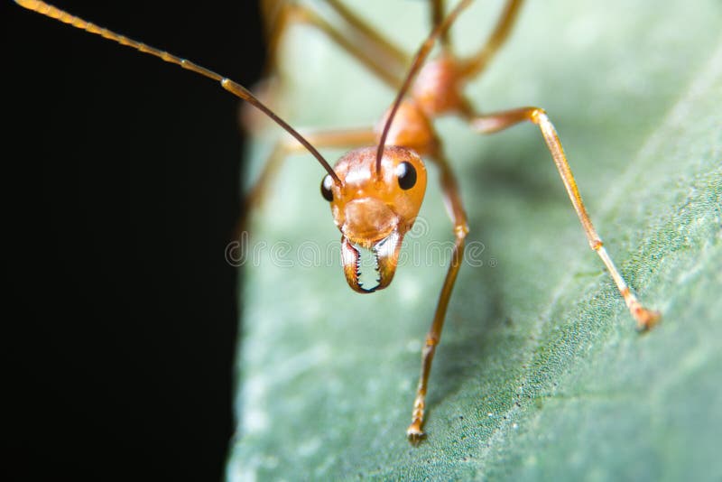 Red Ant stock photo. Image of carry, nature, environment - 96563374