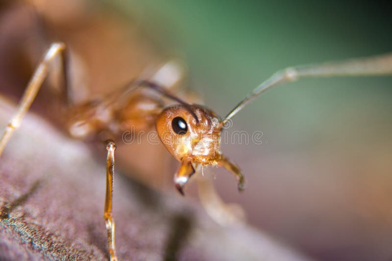 Red Ant stock photo. Image of carry, environment, nature - 96563434