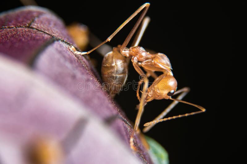 Red Ant stock image. Image of colony, magnification, hunt - 96563467