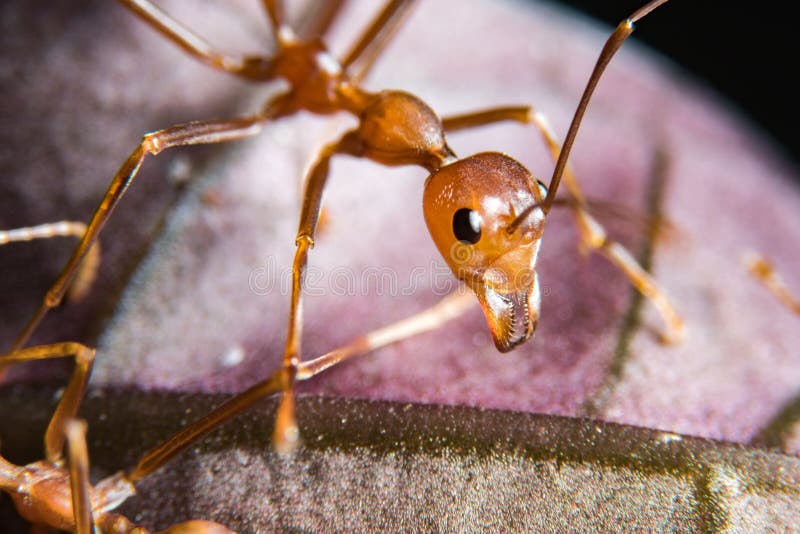 Red Ant stock photo. Image of eternity, hunt, environment - 96563522