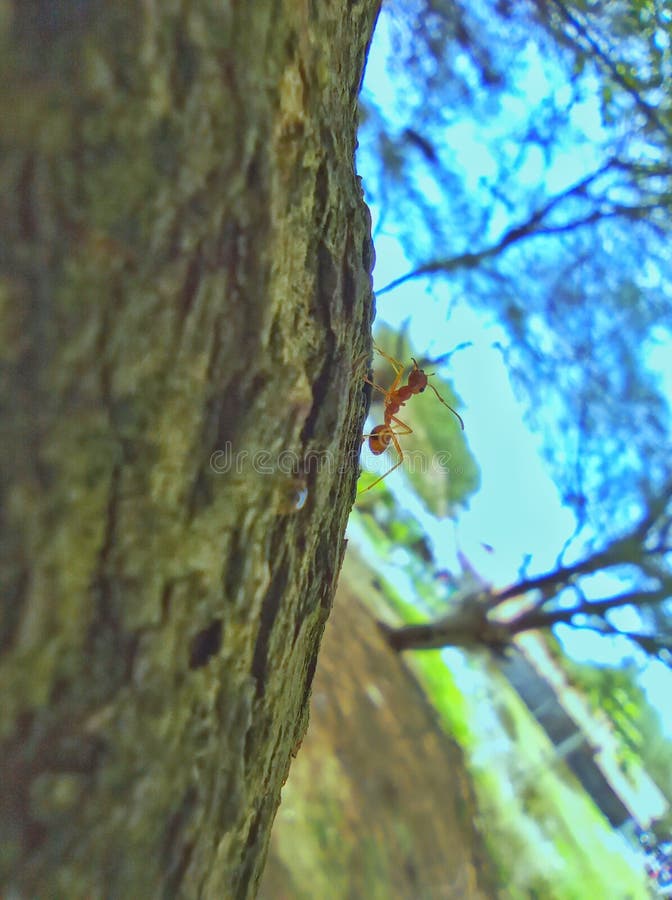 Red ant over the tree stock photo. Image of filled, kinds - 263778764