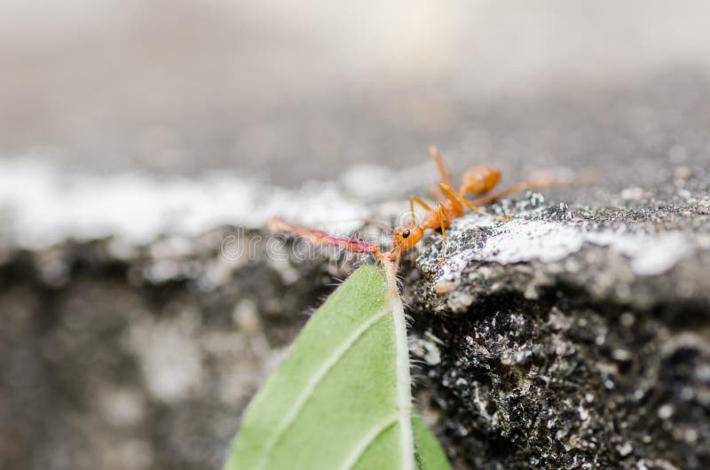 Red ant power stock image. Image of worker, insect, leaf - 27631735