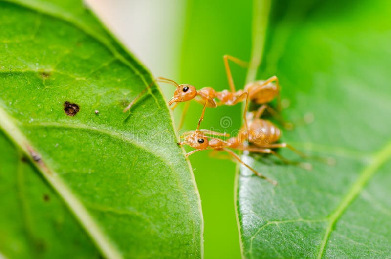 Red ant power stock photo. Image of swarm, leaf, macro - 27631774