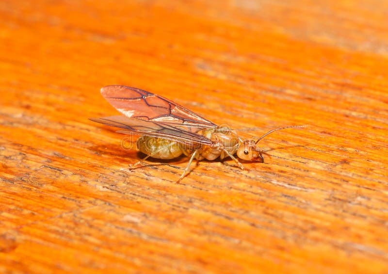 Red ant queen stock photo. Image of insect, queen, horizontal - 41598356