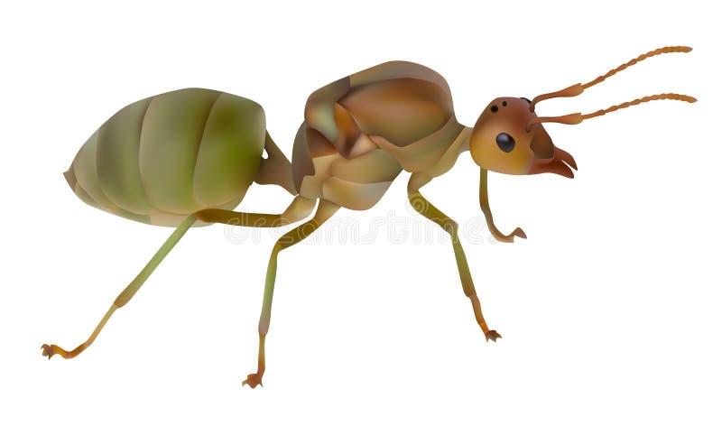 Red ant queen stock vector. Illustration of female, view - 46367716