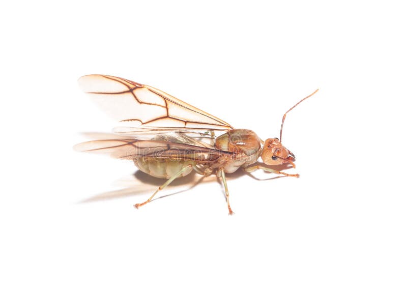 Red ant queen stock photo. Image of color, worker, wildlife - 41598334
