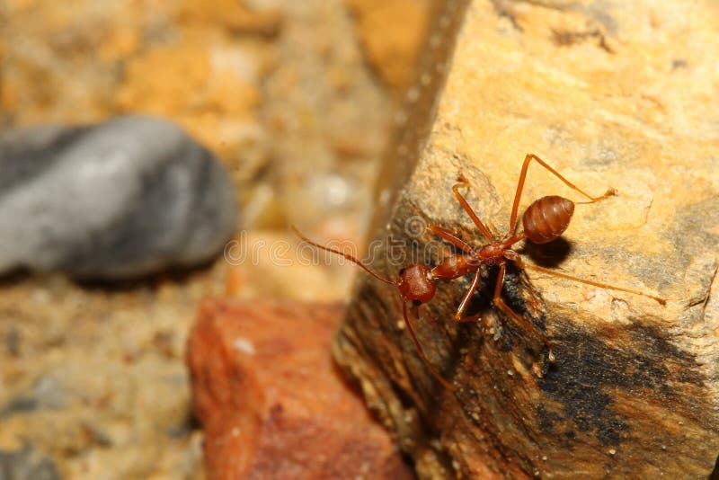 Red ant on rock stock photo. Image of rubra, beauty, animal - 44626844