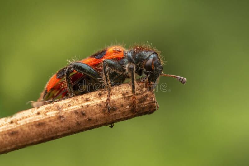 1 Red Ant Sac Beetle Sits on a Leaf and Sunbathes Stock Photo - Image ...