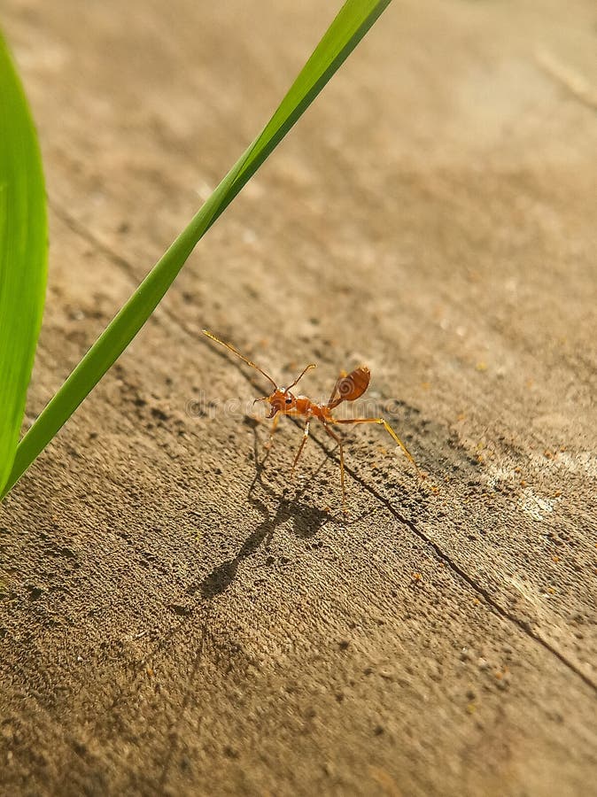 Red Ant and Shadow on Wood Surface in Morning Light Stock Photo - Image of shadow, wood: 358006092