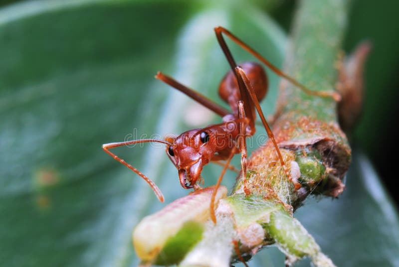Single red ant stock image. Image of jungle, antennae - 13680637