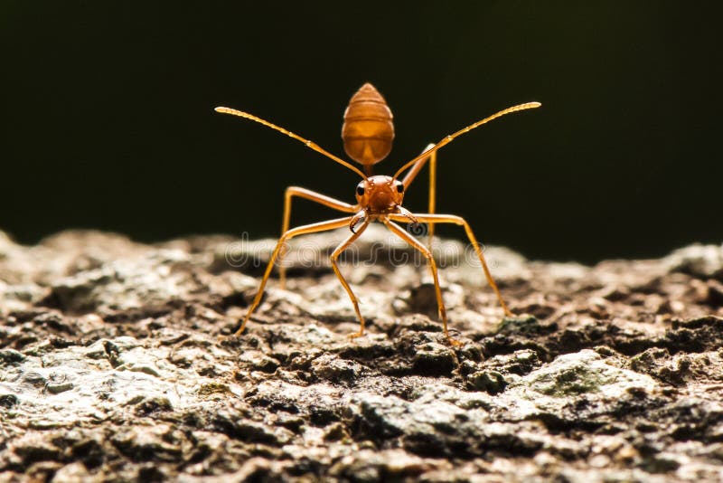 Red Ant Stand on Tree Wood Look Camera Ready To Fight Enemy Stock Image ...