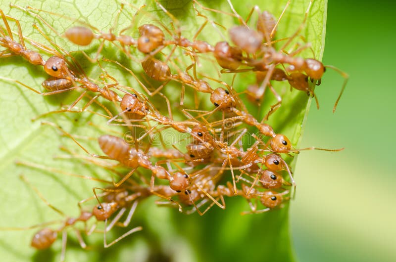 Red Ant Teamwork in Green Nature Stock Photo - Image of orange, macro ...