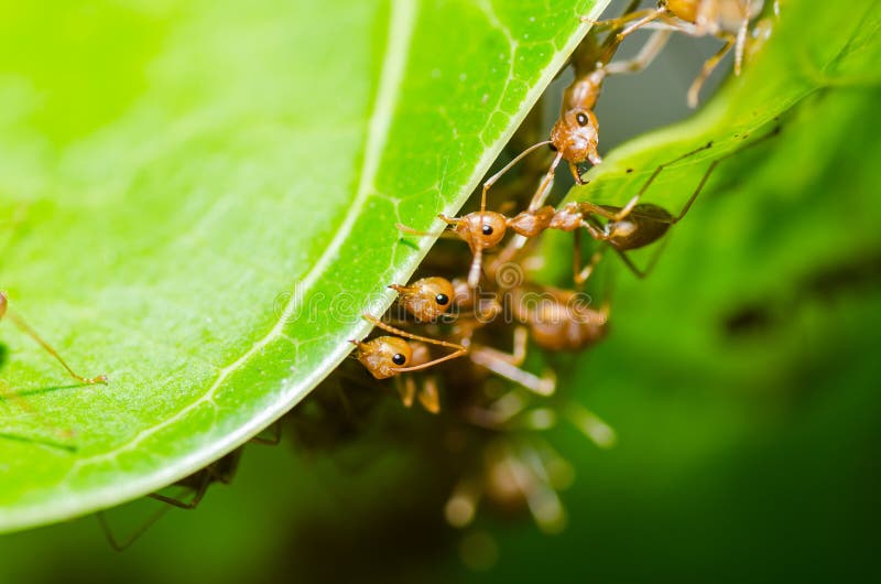 Red Ant Teamwork in Green Nature Stock Image - Image of insect ...
