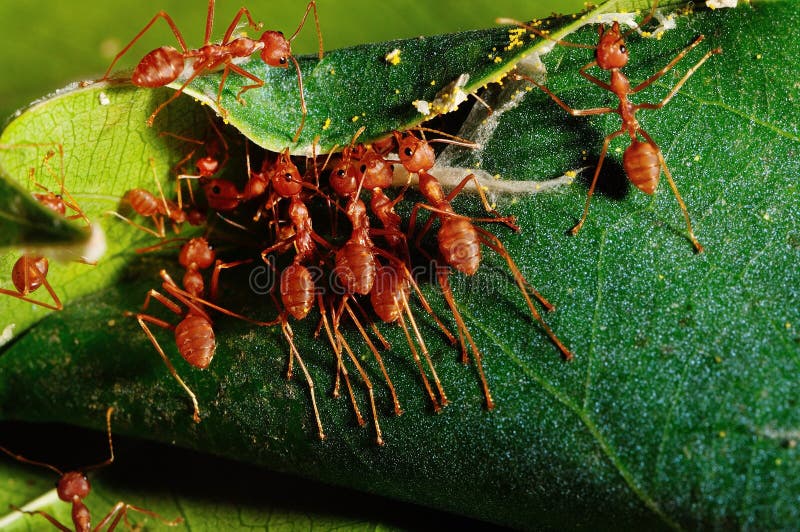 Red Ant Teamwork in Green Nature Stock Image - Image of orange, single ...